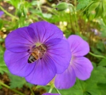 Cedar Grove | Organic Compost